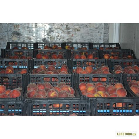 Продам ПЕРСИК черный принц, АР Крым, Персики — Agrotorg