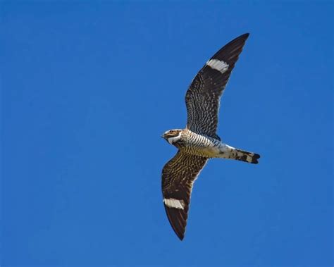 How To Identify A Common Nighthawk Birds And Blooms
