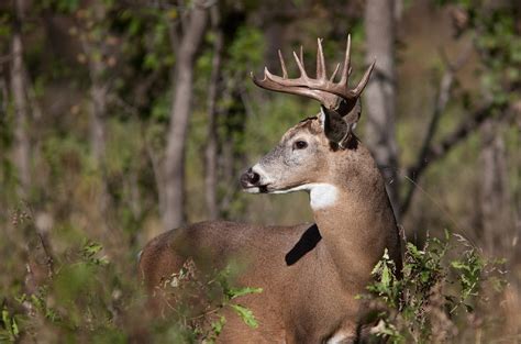 Seminar Deer Management In A Changing World Teatown