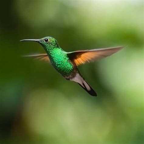 Il colibrì VIRIDEA