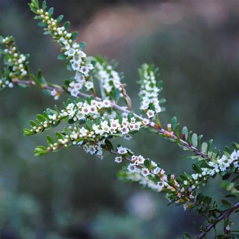 Ribbed Thryptomene Plant