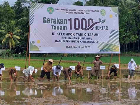 Antisipasi Dampak El Nino Pemprov Kaltim Galakkan Gerakan Tanam Hektare Di Tiap Kabupaten