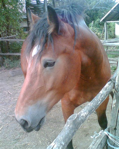 K P007a Wudigess Flickr