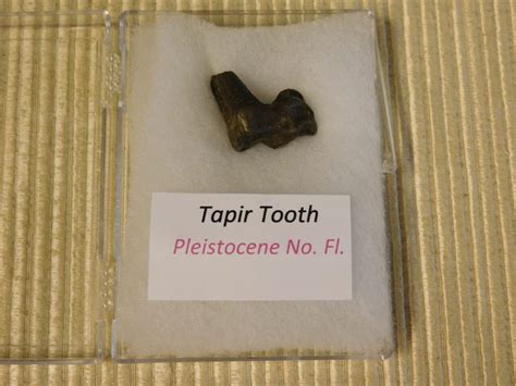 Fossil Tapir Tooth Fossils And Artifacts For Sale Paleo Enterprises