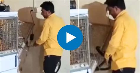 Viral Video Omg कूलरमध्ये ८ फूट साप दबा धरुन बसला घरातल्यांना पळती