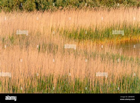 Phragmites Communis Common Breed Of Grasses Poaceae Hi Res Stock