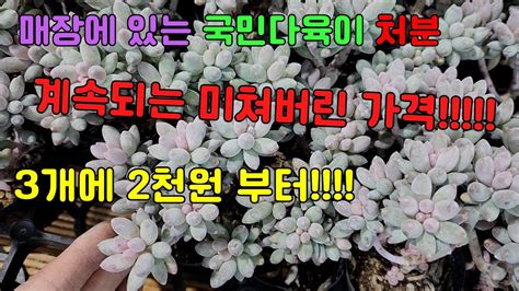 판매완료가격실화냐 27종 국민 다육이 매장정리 다육식물 땡처리급 가성비 할인 세일판매가겠습니다 128일영상 Youtube