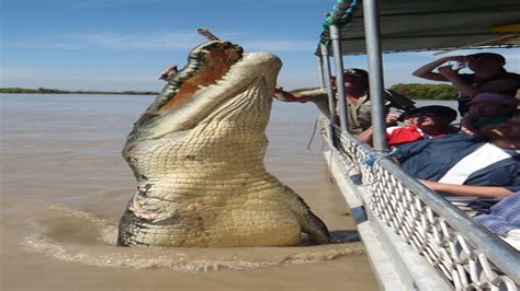 Giant Animals That Exist