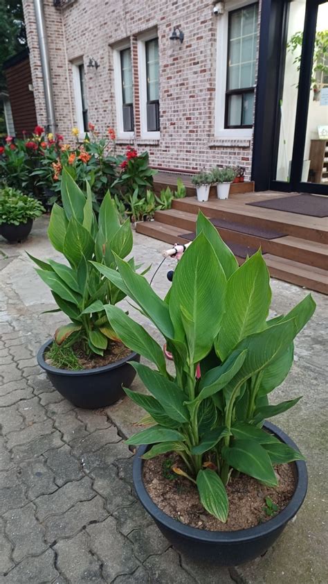 05화 칸나 키우기 칸나 전설과 꽃말