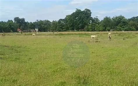 Assam Helipad Set Up In Baksa Now Becomes Grazing Ground