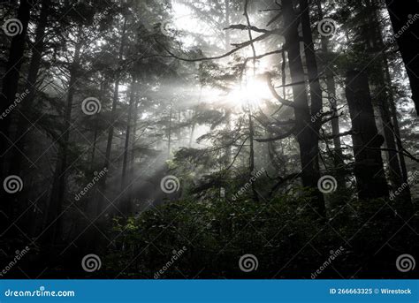 Sunlight Penetrating Through Trees In The Dark Forest Stock Image Image Of Trees Mysterious