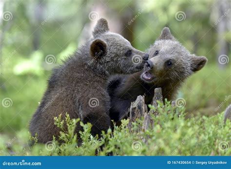 Brown Bear Cubs Playfully Fighting In The Summer Forest Scientific