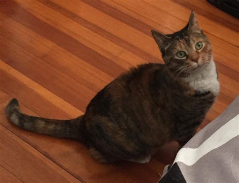 Sweet Calico Tabby Cat For Adoption Boston Ma Massachusetts Adopt