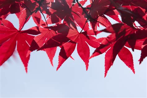 무료 이미지 분기 꽃잎 여름 빨간 색깔 가을 시즌 단풍 나무 단풍잎 이파리 꽃 피는 식물 우디 식물