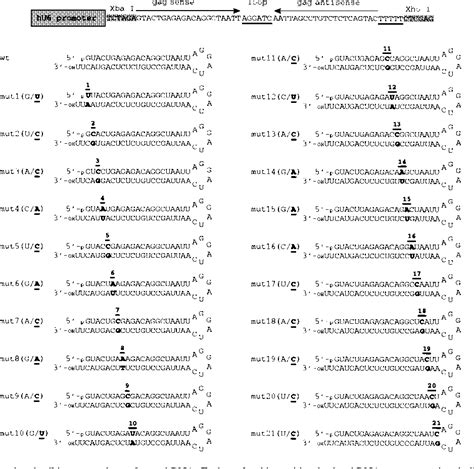 Figure 1 From Nucleotide Sequence Homology Requirements Of Hiv 1
