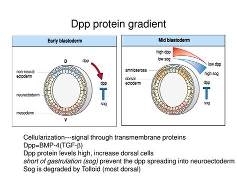 Ppt Morphogen Gradient Cascade Signal Transduction Powerpoint
