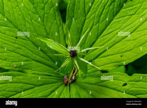 Paris Quadrifolia Flower Close Up Of The Poisonous Plant Herb Paris