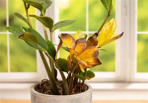 Hojas Amarillentas En Las Plantas Causas Y Soluciones