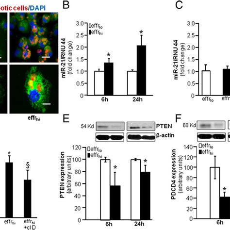 Pten Is A Direct Target Of Mir 21 In Human Macrophages A Pten