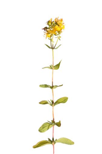 St John S Wort 흰색 바탕에 그림자와 고추나물에 대한 스톡 사진 및 기타 이미지 고추나물 노랑 사진 이미지