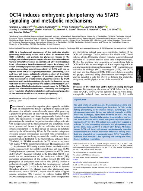 Pdf Oct4 Induces Embryonic Pluripotency Via Stat3 Signaling And
