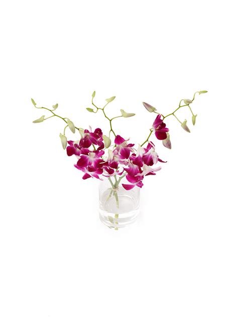 【生花】デンファレ紫 品種おまかせ【50cmタイ】｜flower Smith Market（フラワースミスマーケット）
