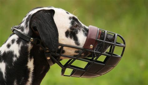 5 Best Dog Muzzles Reviewed in 2020 | SKINGROOM