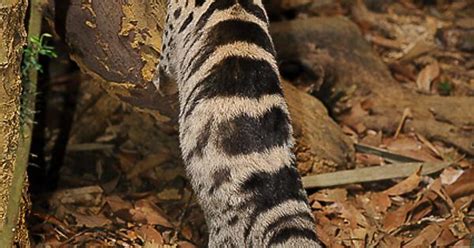 Owstons Palm Civet Imgur
