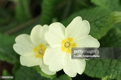 Primrose Color Photos And Premium High Res Pictures Getty Images