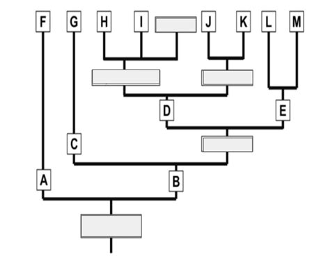 Bio 1114 Phylogenetic Tree Quiz