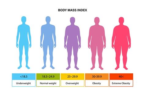 Human Body Shapes Sizes And Weight Chart Diet For The 3 Body Types