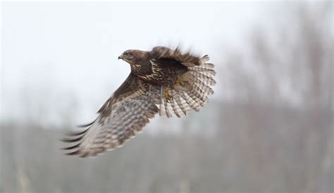Common Buzzard Birdforum