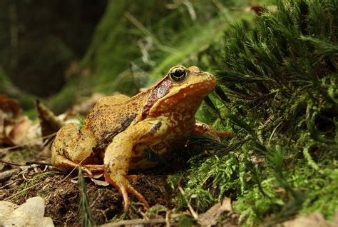 Grenouille Sauterelle Caractéristiques Habitat Alimentation Et