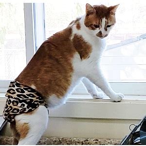 The 7 Best Cat Diapers Of 2026 Reviews And Top Picks