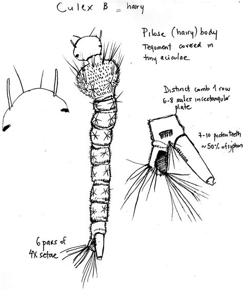 Tree Holes Larvae Culex Sp B