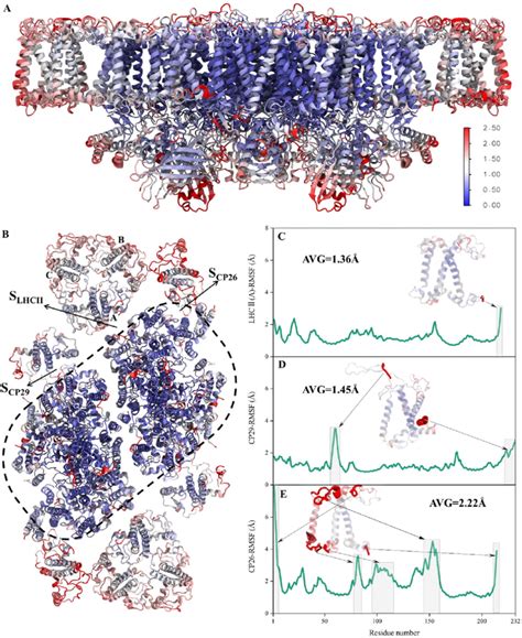 Rmsf Fluctuations Of The Psii Lhcii Backbone A Side View And B
