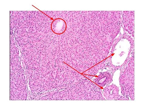 Liver Histology Diagram Quizlet