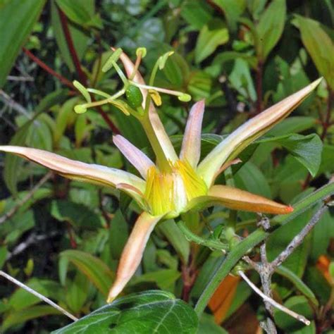 Passiflora Herbertiana Native Passion Fruit Buy Australian Seed