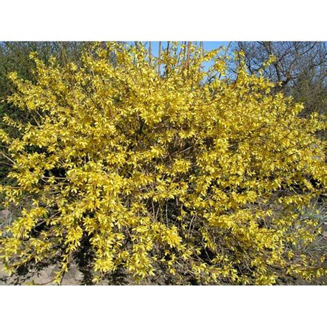 Купить Форзицию среднюю Maluch в контейнере в Киеве. Саженцы Forsythia ...