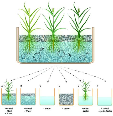 Schematic Illustration Of The Different Components Of A Sub Surface