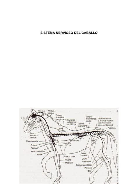 Sistema Nervioso Del Caballo Pdf