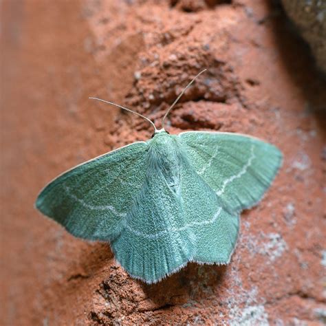 Plants For Attracting Moths Our Beautiful Unsung Pollinators