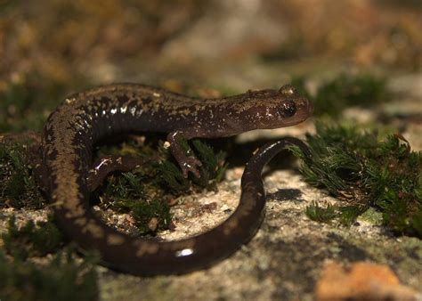 Peaks Of Otter Salamander Photograph By Brian Bastarache Pixels