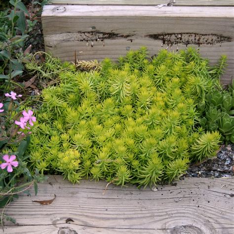Sedum Rupestre Angelina Stonecrop For Sale Rare Roots
