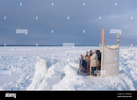 Scientists Conducting Bowhead Whale Survey Count Passing Migrating