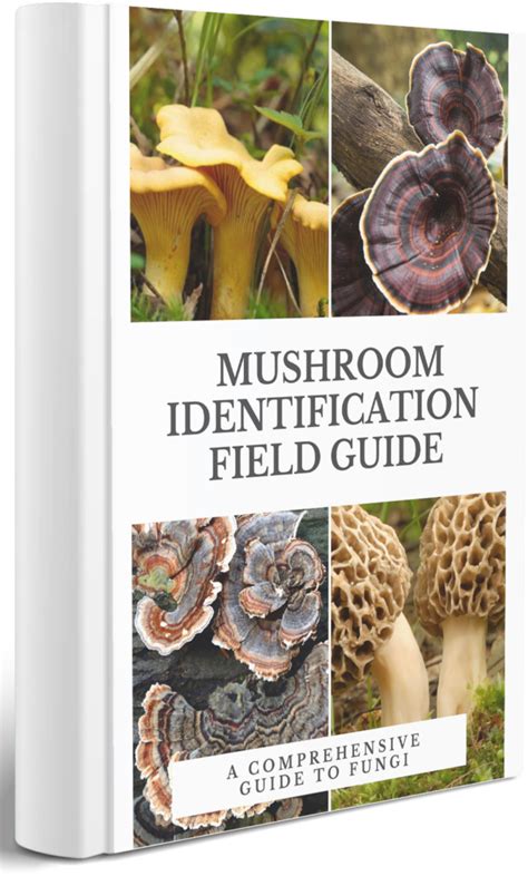 Trichaptum Biforme Identification Look Alikes And Edibility