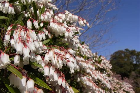 見ごろの植物 高知県立牧野植物園 THE KOCHI PREFECTURAL MAKINO BOTANICAL GARDEN