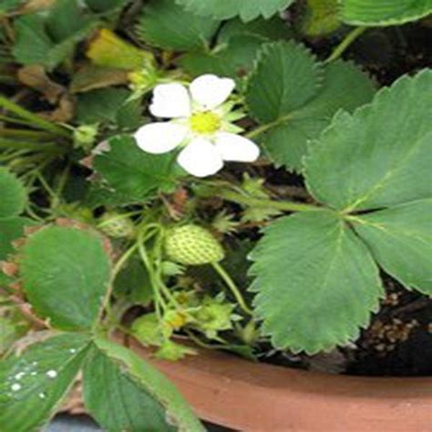 Fragaria Wonderful Pineberry 百度百科