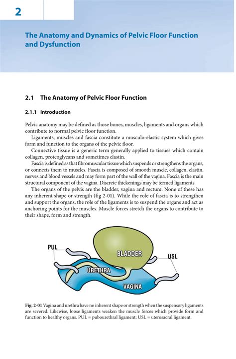 Pdf The Anatomy And Dynamics Of Pelvic Floor Function And Dysfunction