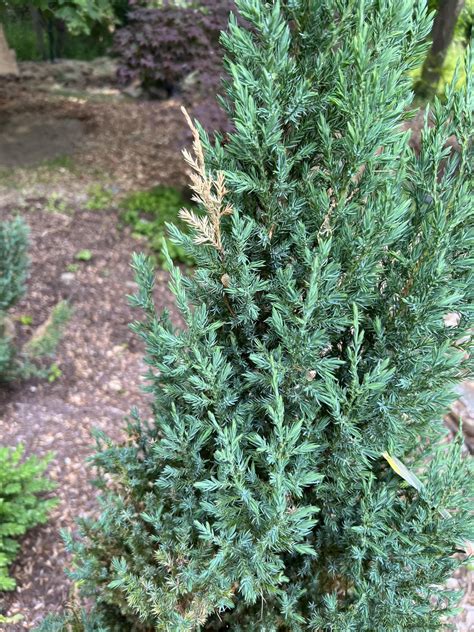 Blue Point Juniper Turning Brown Causes And How To Restore
